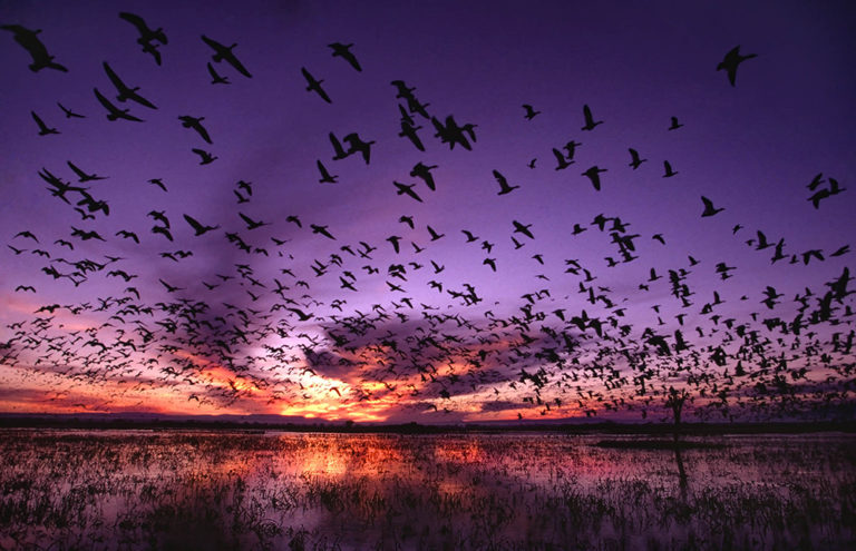 My Two Favorite Places to Photograph at Bosque del Apache National ...