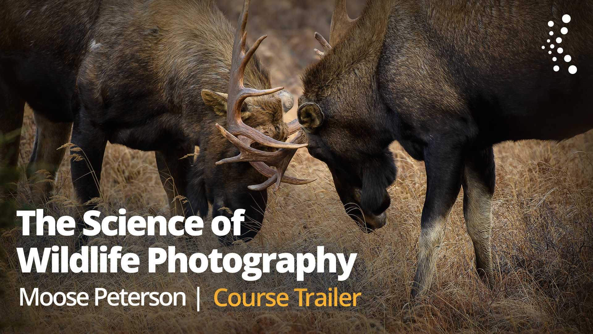 New Class Alert! The Science of Wildlife Photography with Moose ...