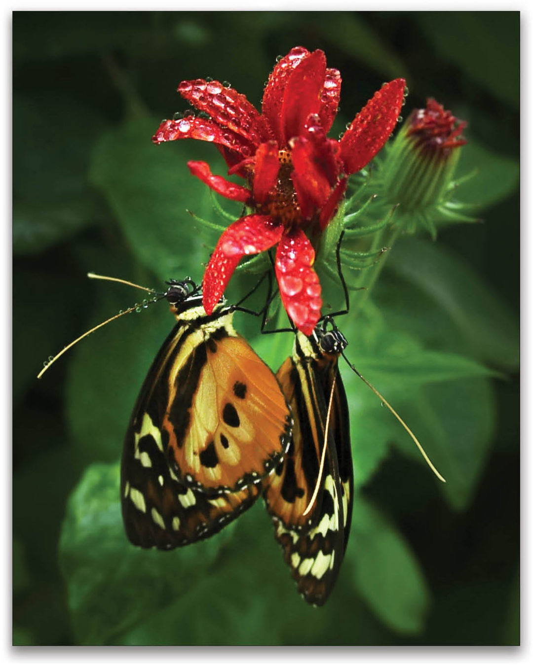 Catching Butterflies with Your Camera by Rick Sammon - KelbyOne Insider