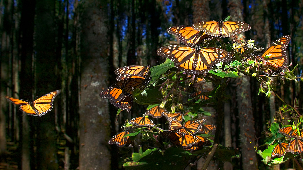 Catching Butterflies with Your Camera by Rick Sammon - KelbyOne Insider