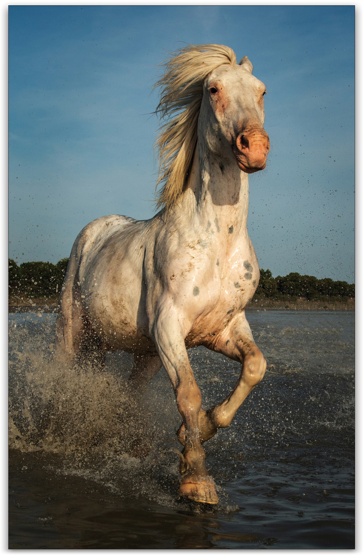 Giddy-Up! It’s Time For Amazing Horse Photographs by Rick Sammon ...