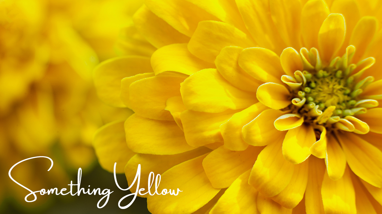 Member Challenge 43 | Something Yellow - KelbyOne Insider