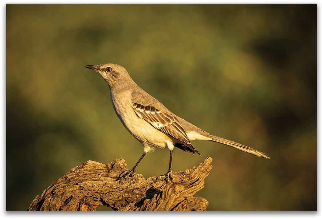 Backyard Bird Photography by Tom Bol - KelbyOne Insider