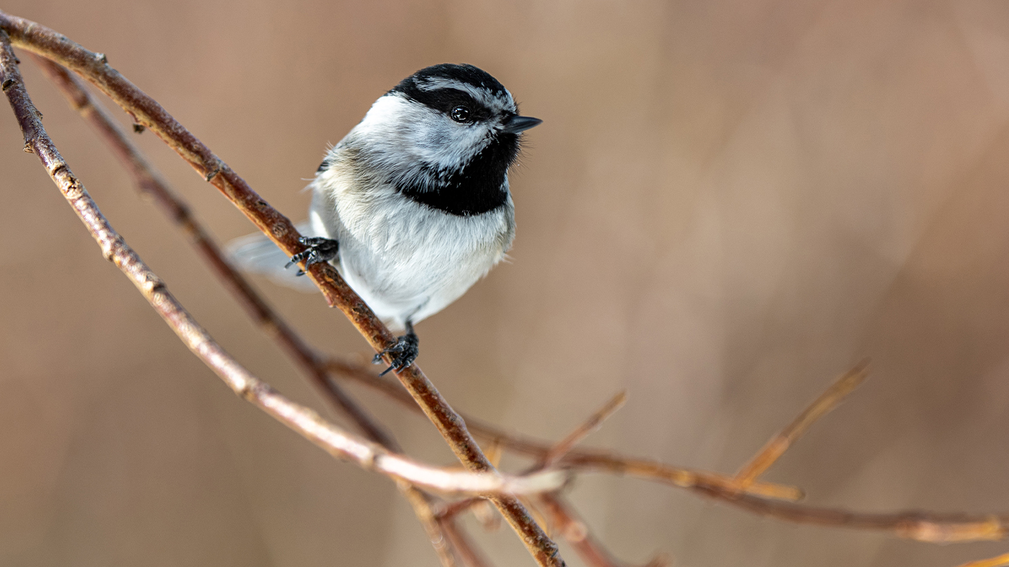 Backyard Bird Photography by Tom Bol - KelbyOne Insider
