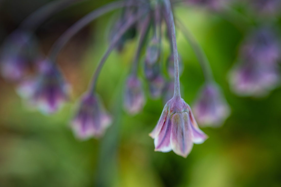 Member Monday Featuring Carol Vipperman - KelbyOne Insider