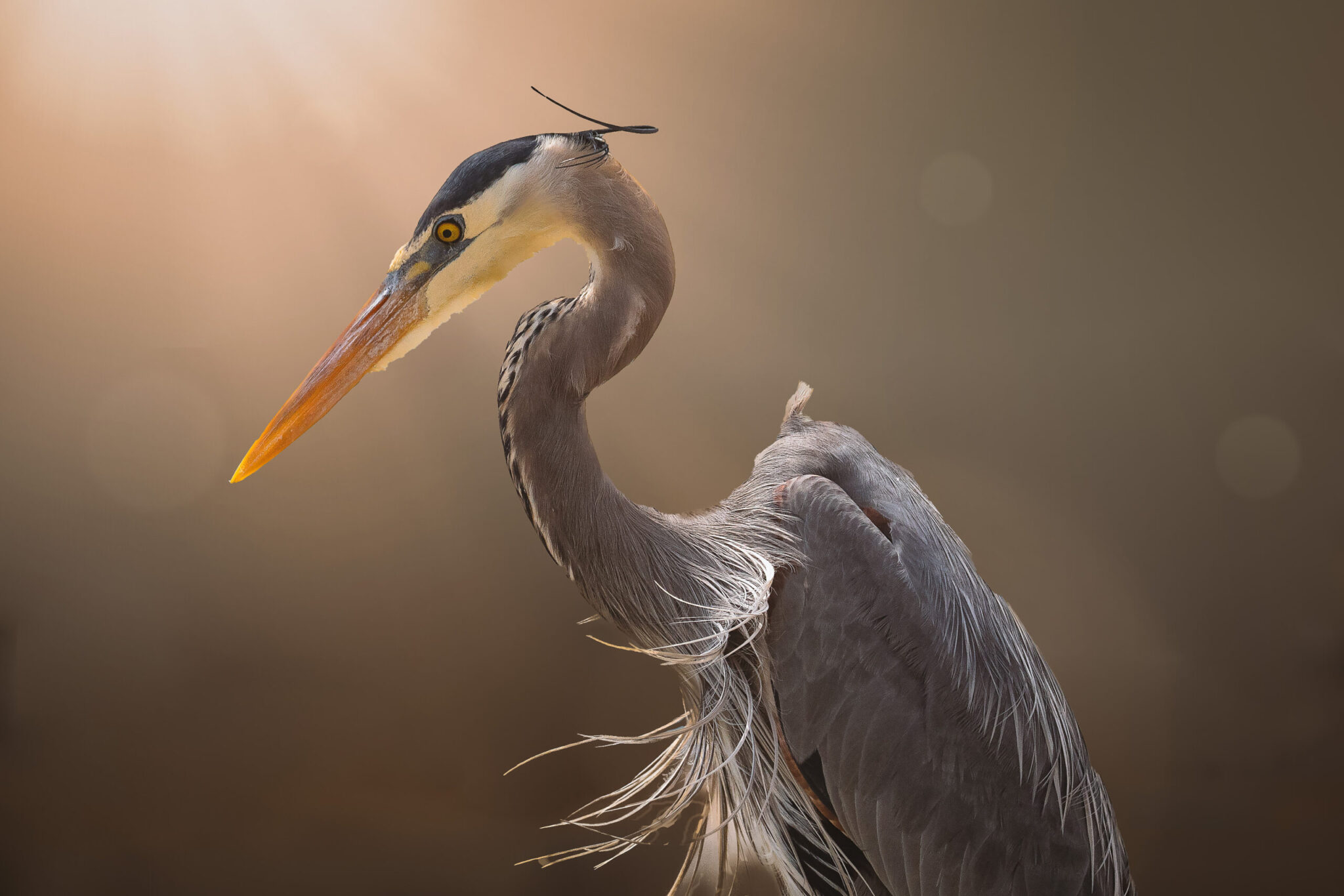 Your Best Shot 2022 Winner: Wendi Kennedy | Member Challenge 53 ...