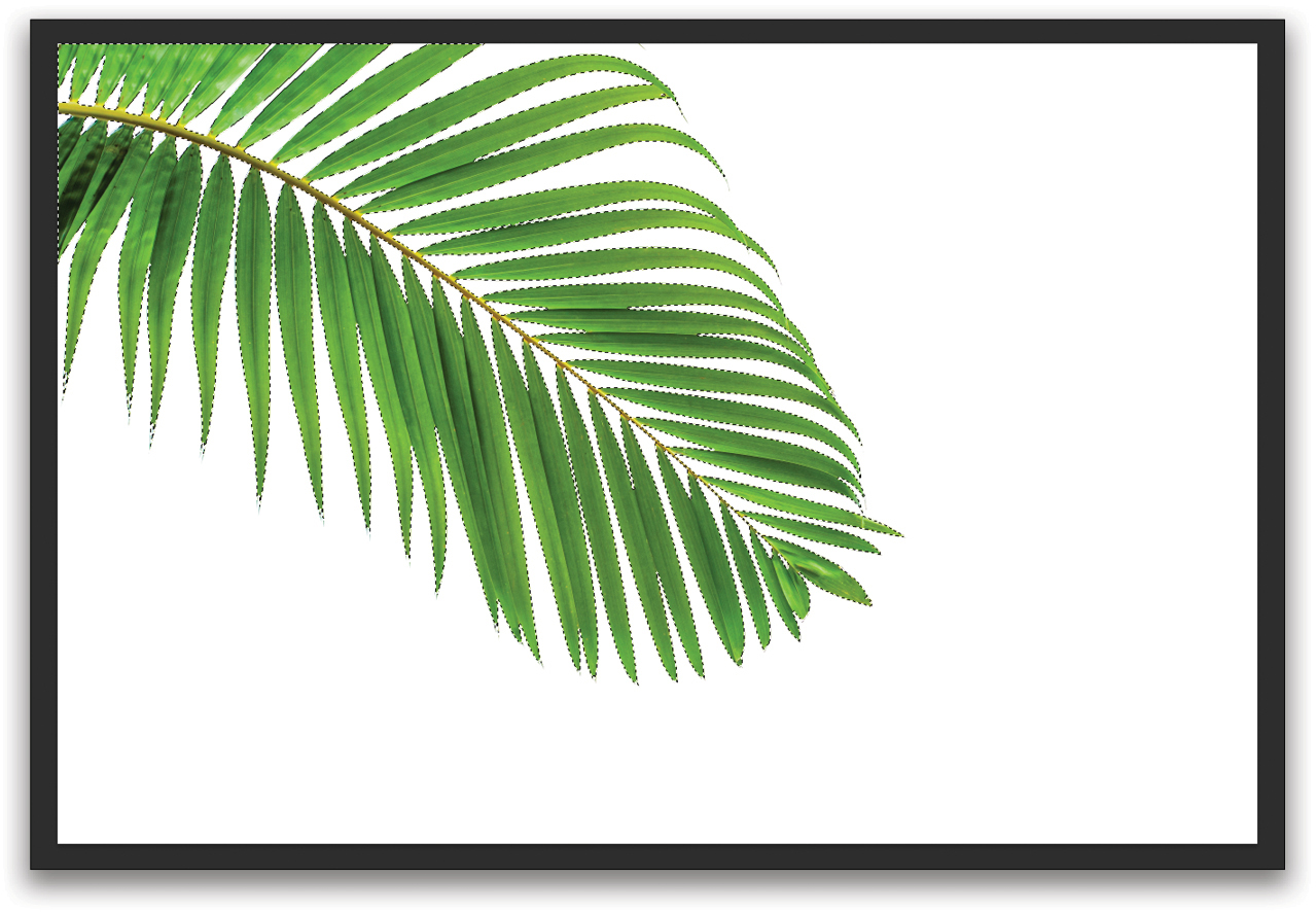 Creating A Leaf Shadow Overlay - KelbyOne Insider